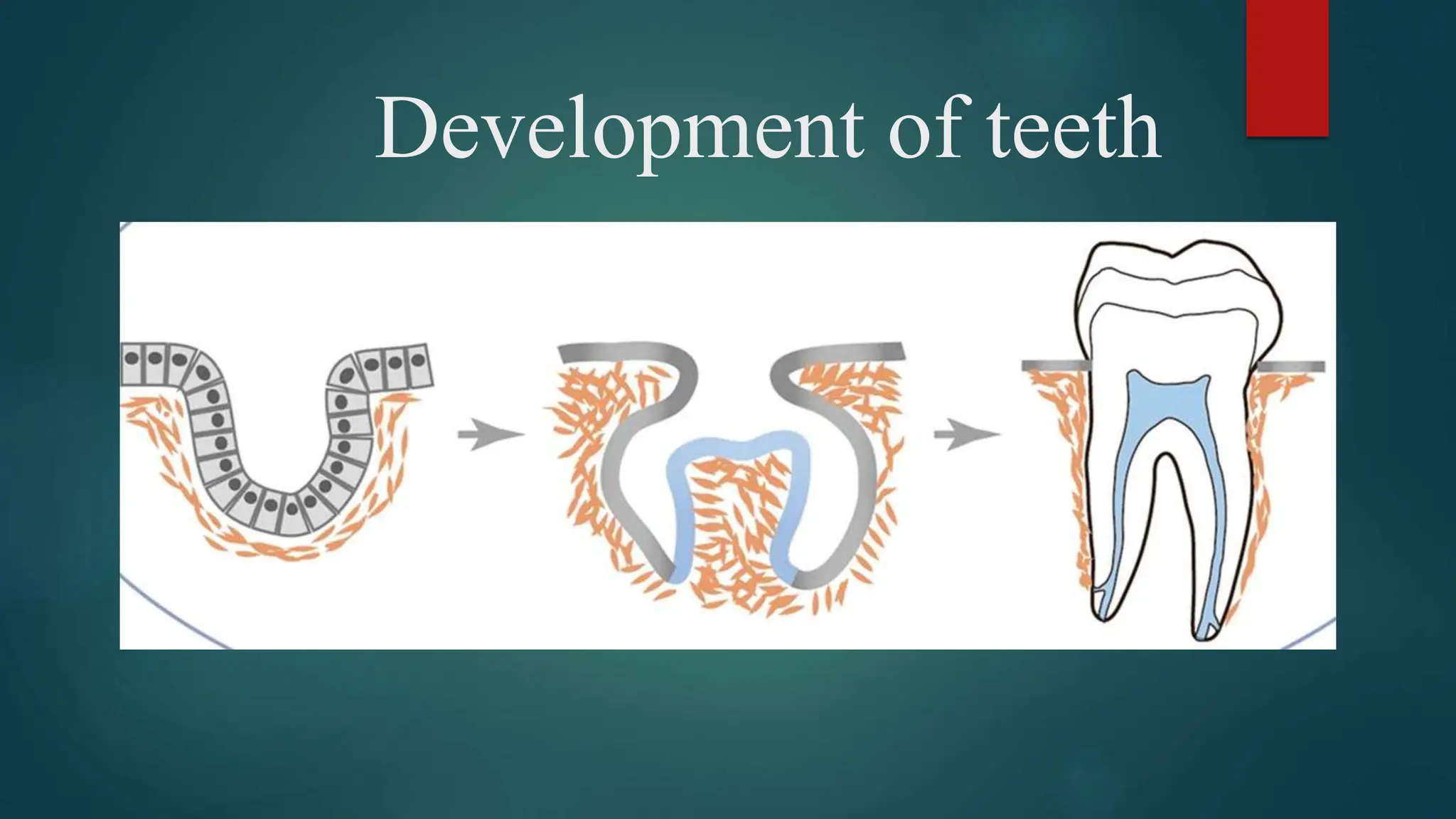 the complete process of development of teeth.pptx