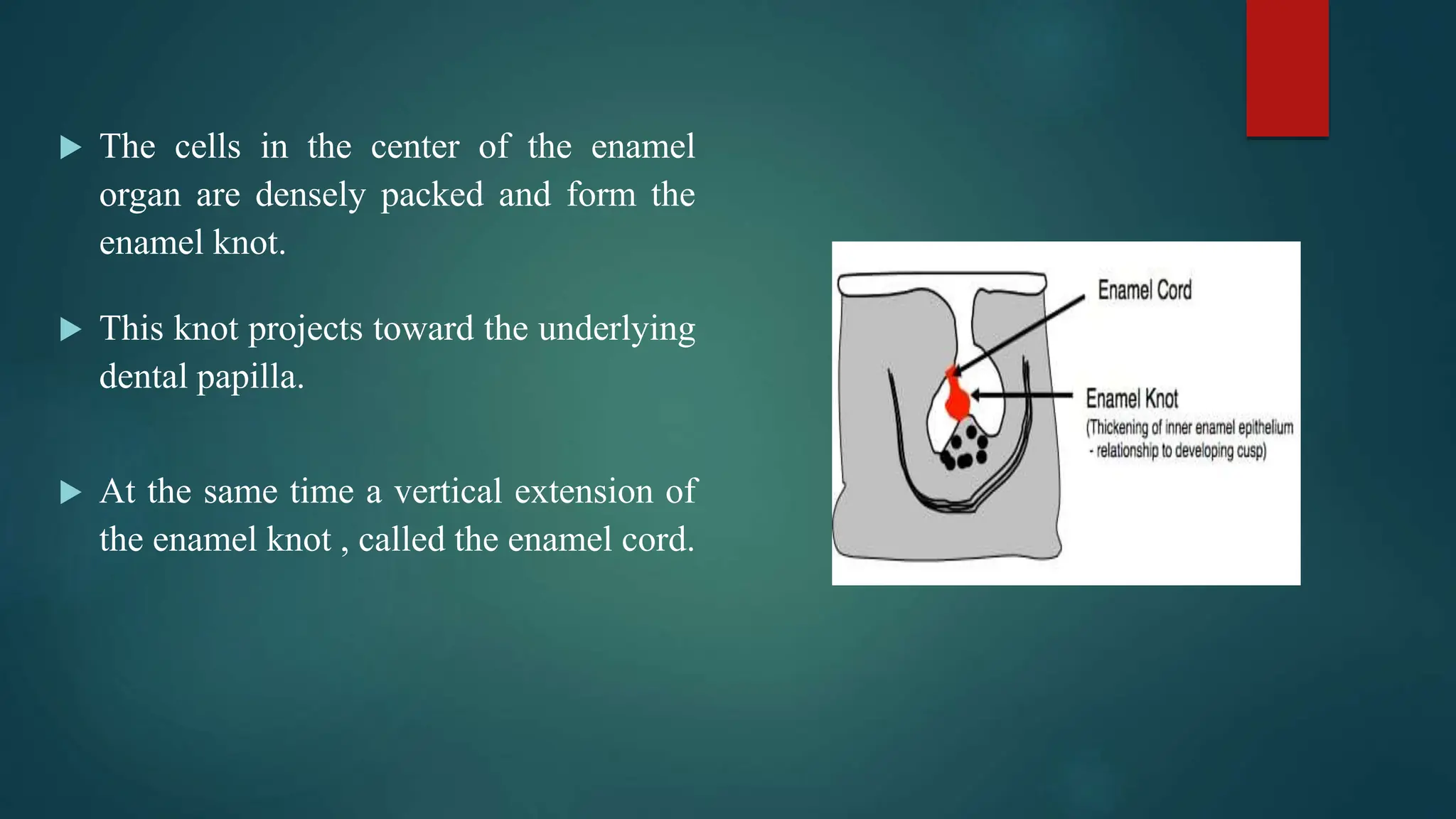 the complete process of development of teeth.pptx