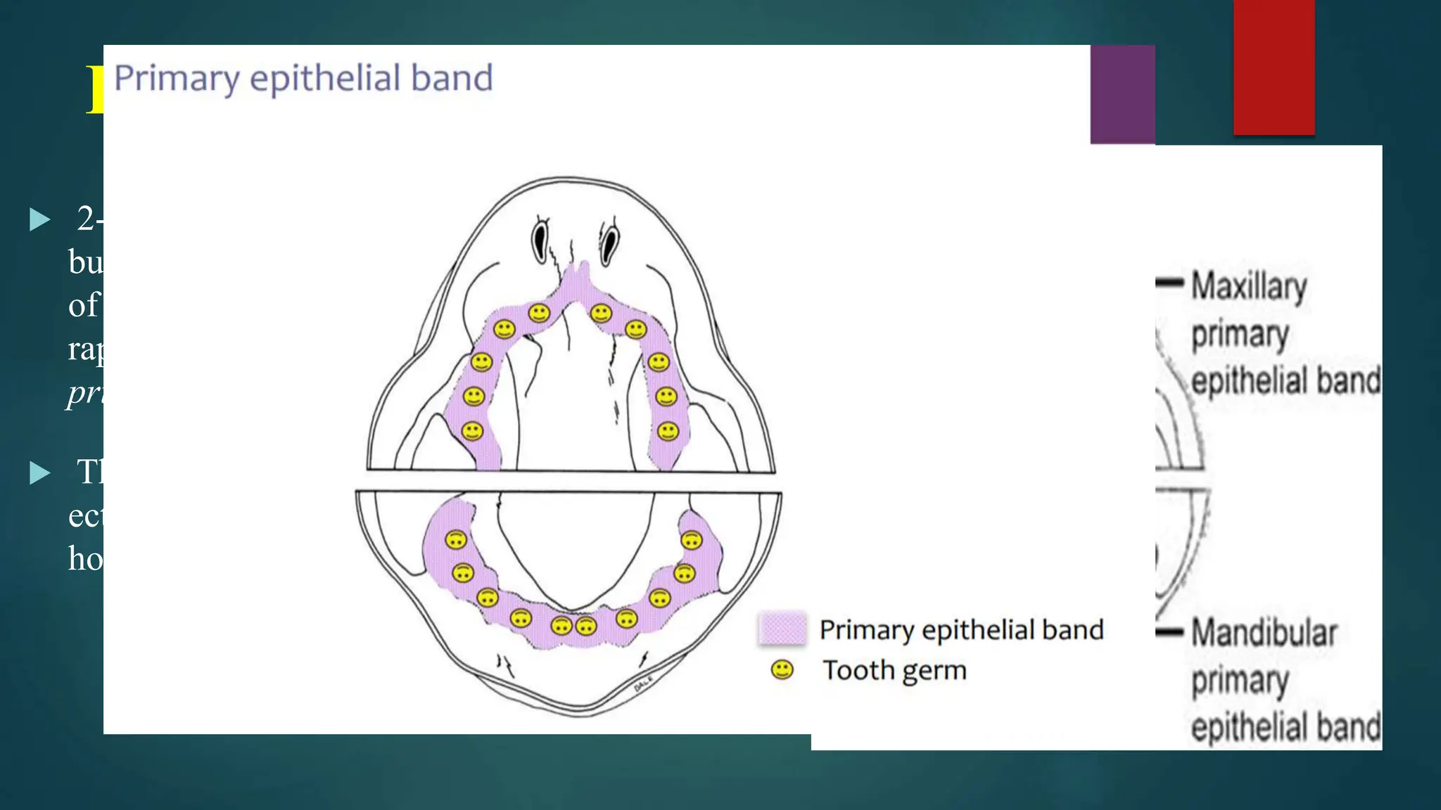 the complete process of development of teeth.pptx