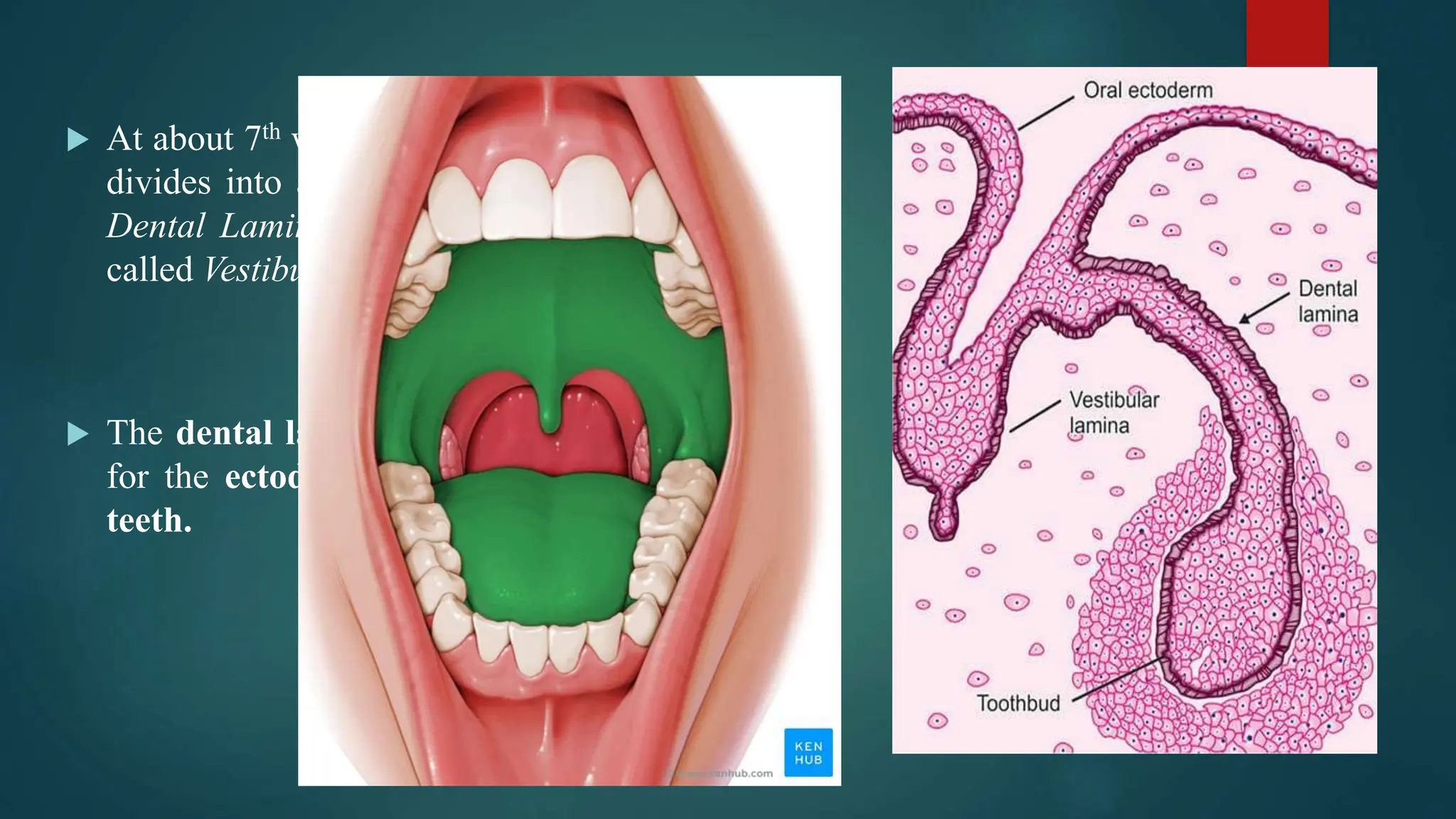 the complete process of development of teeth.pptx
