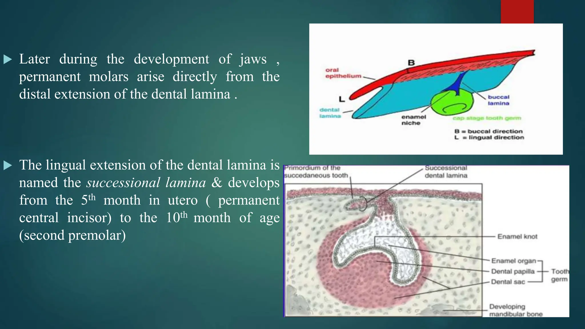 the complete process of development of teeth.pptx