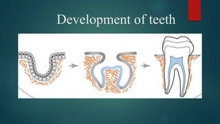 the complete process of development of teeth.pptx