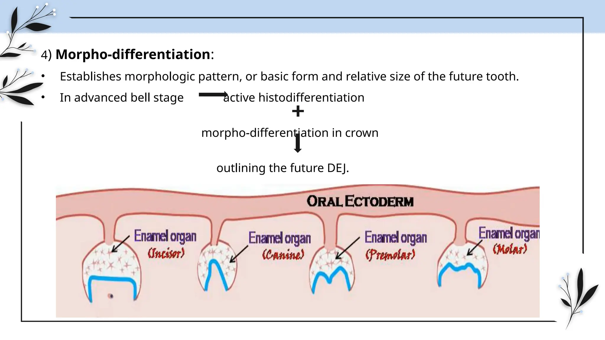 development of teeth: morphological and physiological stages | PPTX
