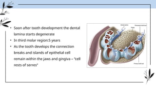 development of teeth: morphological and physiological stages | PPTX