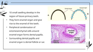 development of teeth: morphological and physiological stages | PPTX