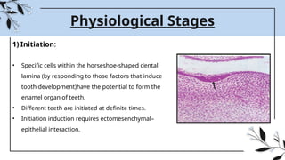 development of teeth: morphological and physiological stages | PPTX