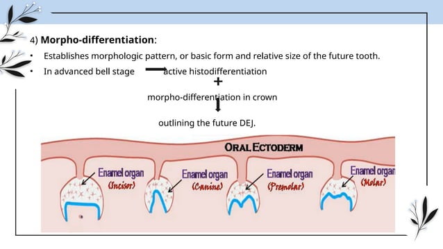 development of teeth: morphological and physiological stages | PPTX
