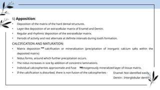 development of teeth: morphological and physiological stages | PPTX