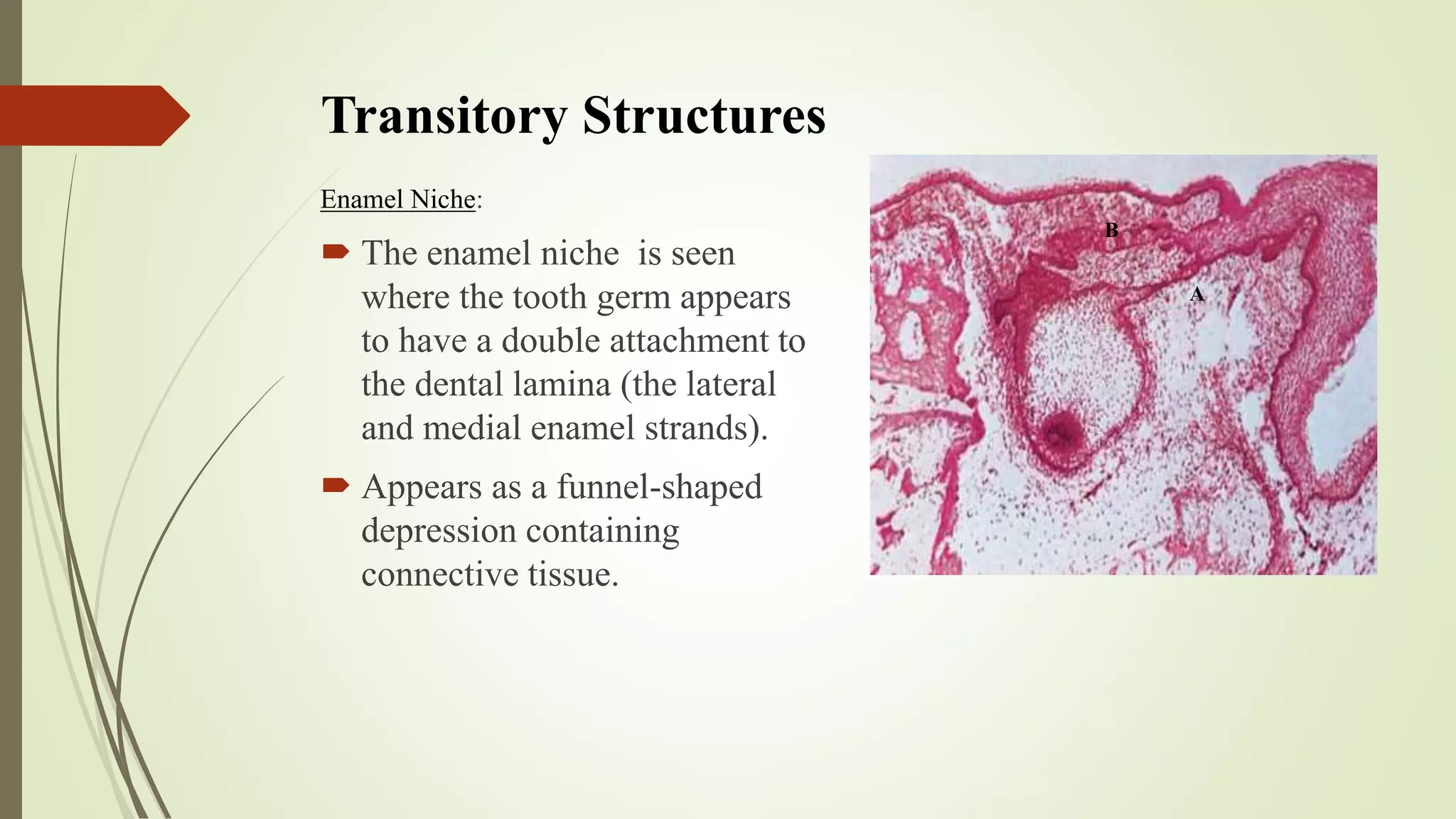 Development Of Teeth | PPTX