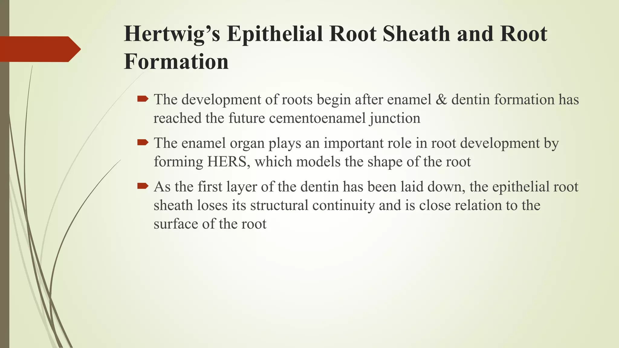 Development Of Teeth | PPTX