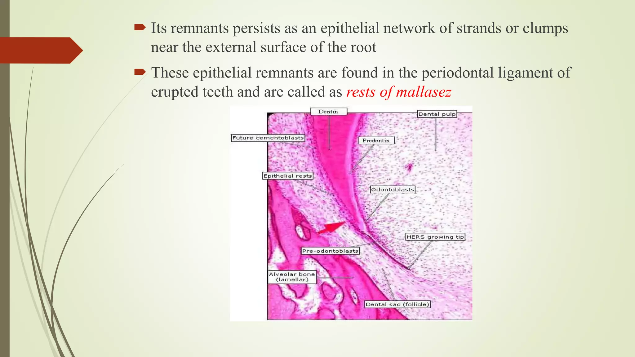 Development Of Teeth | PPTX