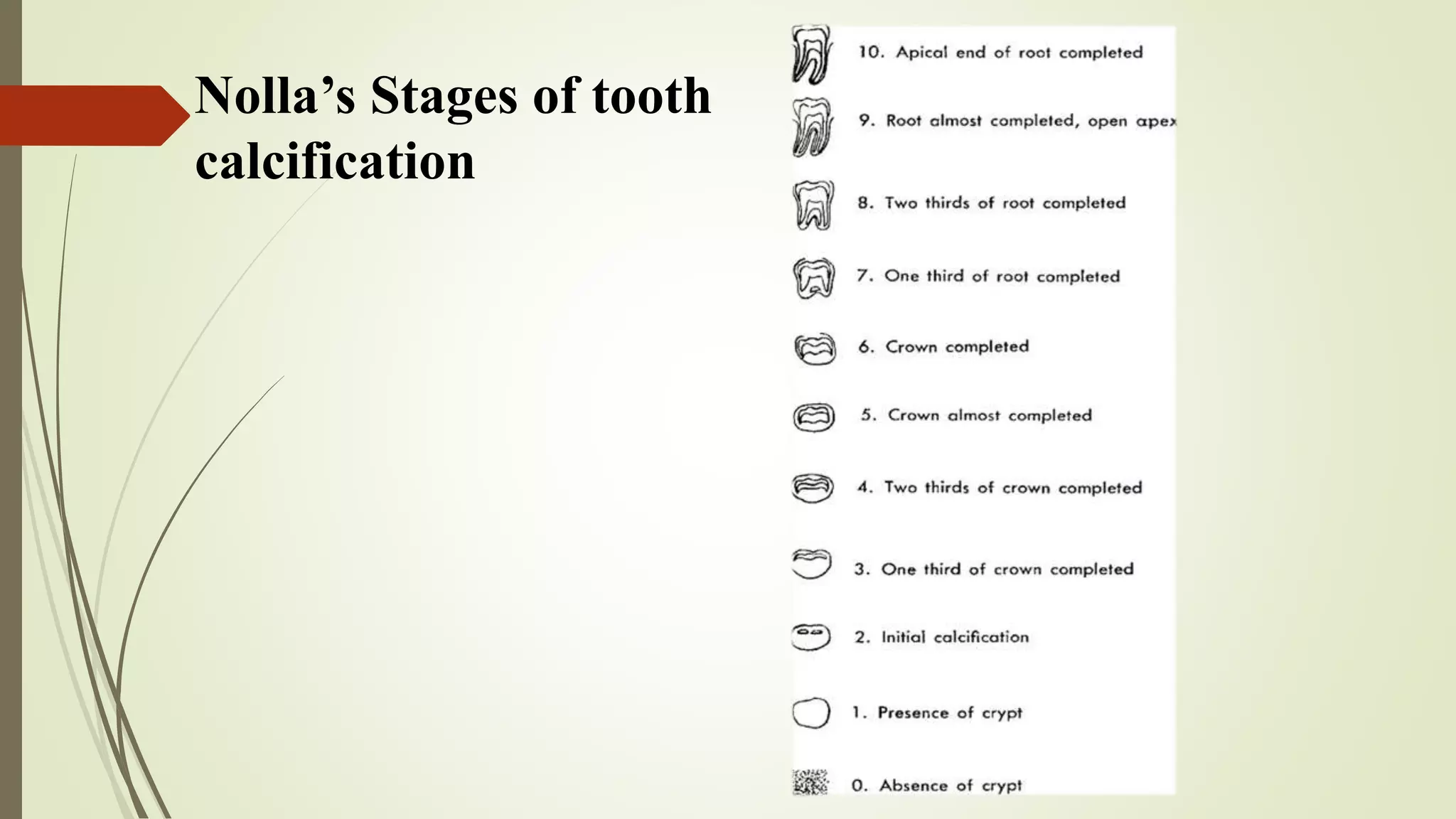 Development Of Teeth | PPTX