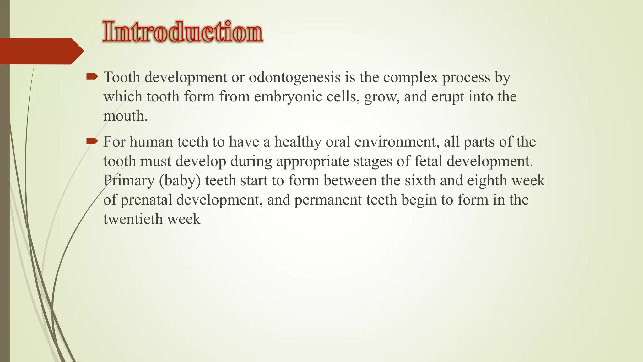 Development Of Teeth | PPTX