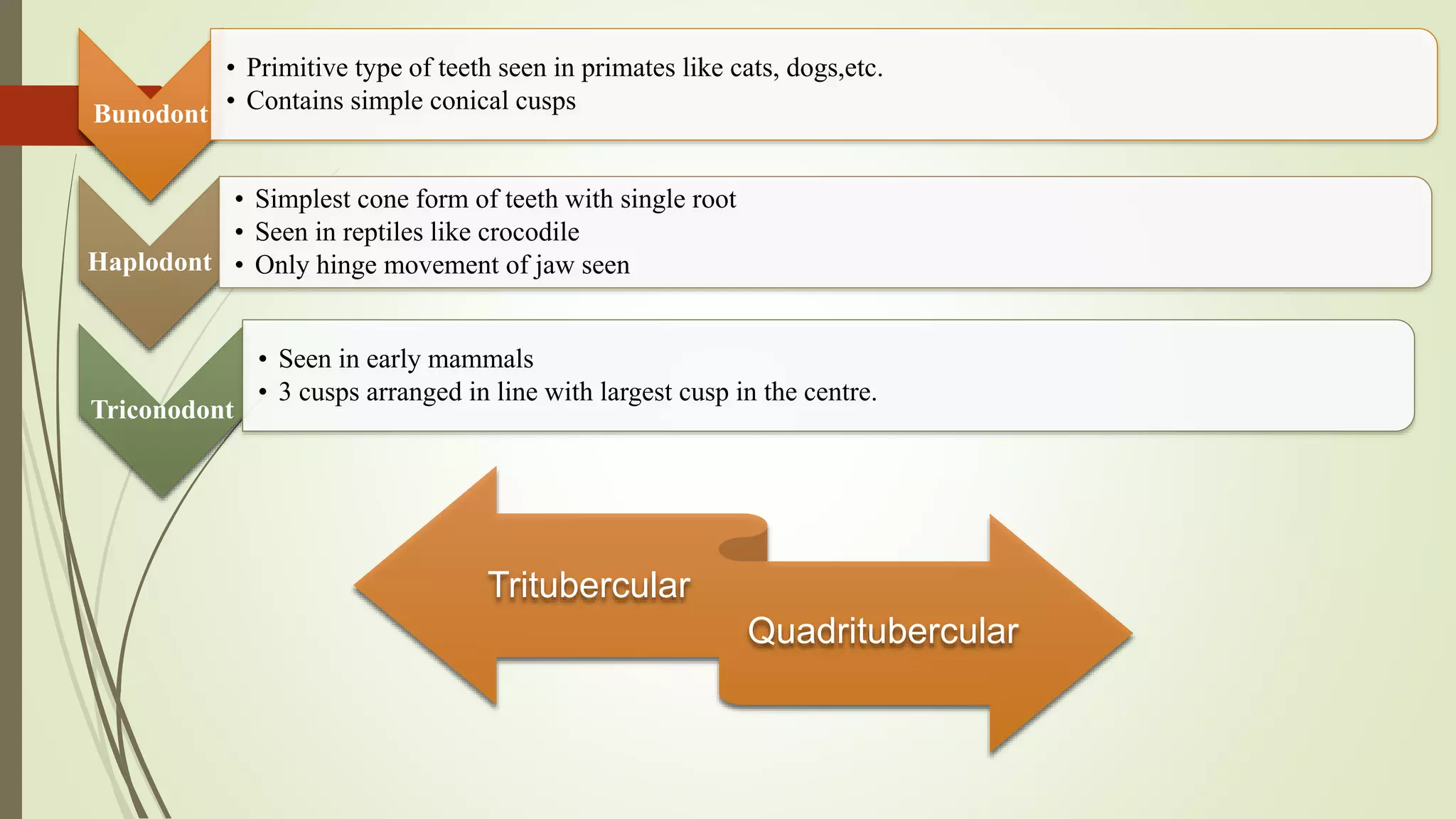 Development Of Teeth | PPTX