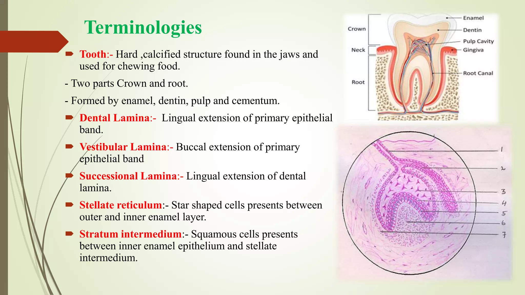 Development Of Teeth | PPTX
