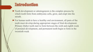 Development Of Teeth | PPTX