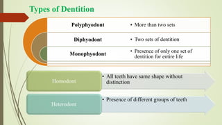 Development Of Teeth | PPTX