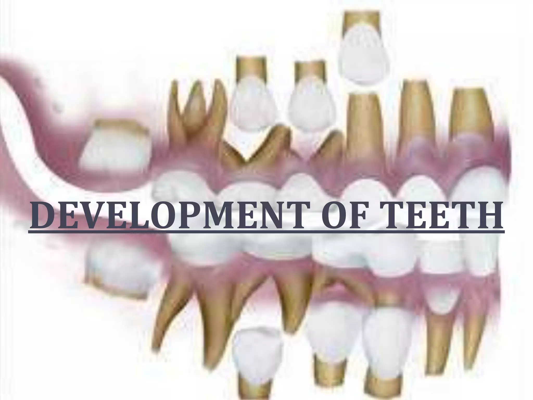Development of teeth and its clinical significance | PPTX