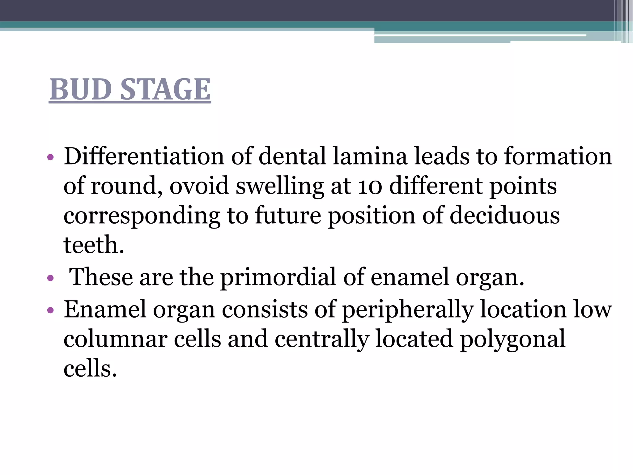 Development of teeth and its clinical significance | PPTX