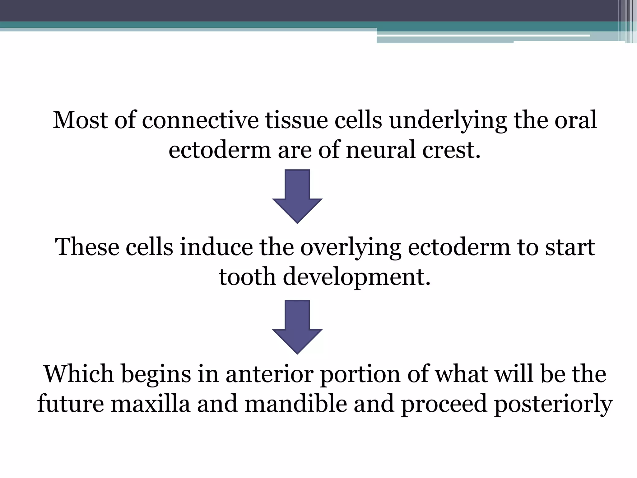 Development of teeth and its clinical significance | PPTX