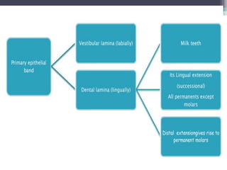 Development of teeth and its clinical significance | PPTX