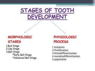 Development of teeth and its clinical significance | PPTX