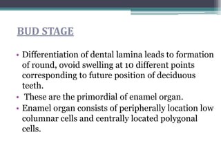 Development of teeth and its clinical significance | PPTX