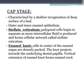 Development of teeth and its clinical significance | PPTX