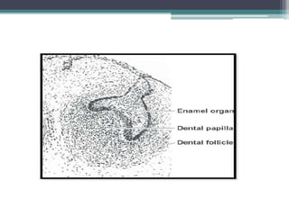 Development of teeth and its clinical significance | PPTX