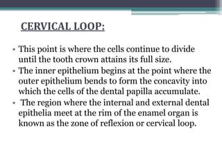 Development of teeth and its clinical significance | PPTX