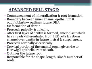 Development of teeth and its clinical significance | PPTX
