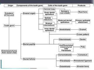 Development of teeth and its clinical significance | PPTX