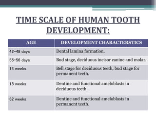 Development of teeth and its clinical significance | PPTX