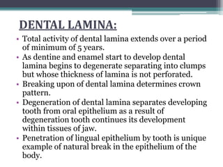 Development of teeth and its clinical significance | PPTX