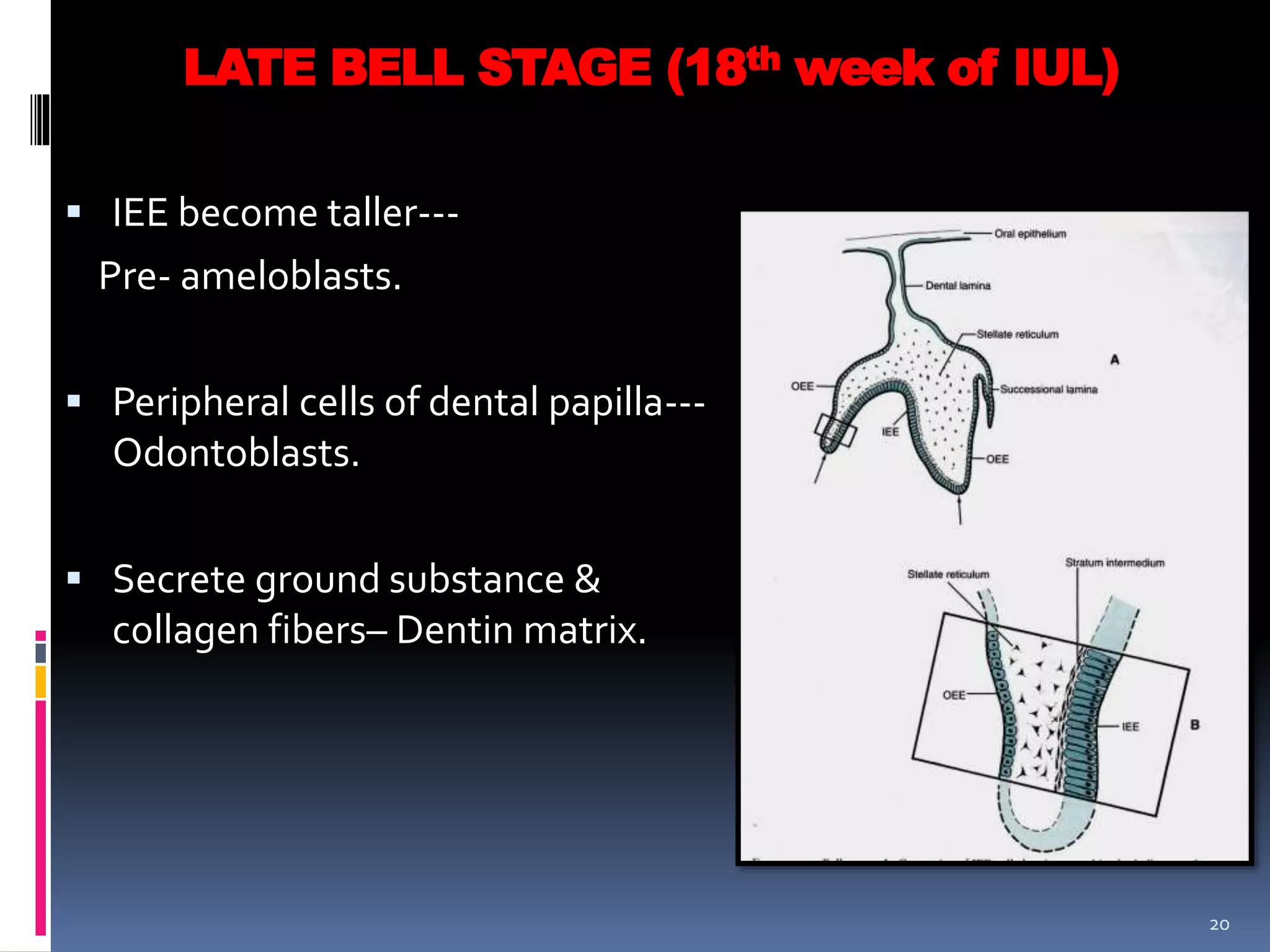 Development of teeth and developmental defects | PPT | Free Download