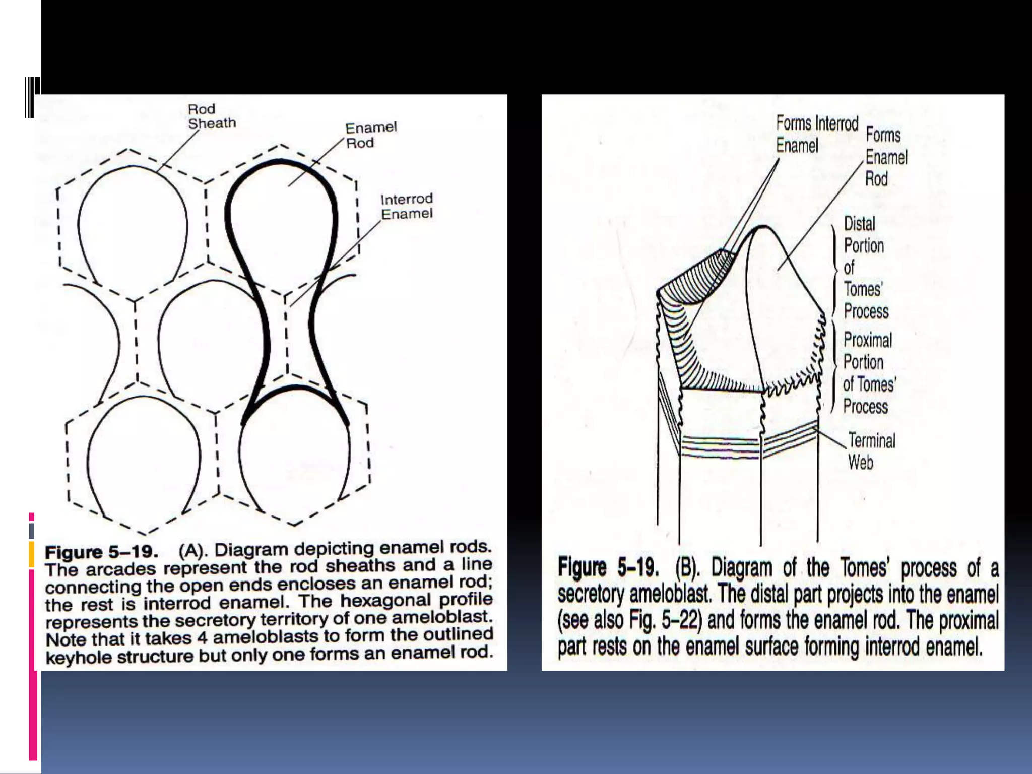 Development of teeth and developmental defects | PPTX