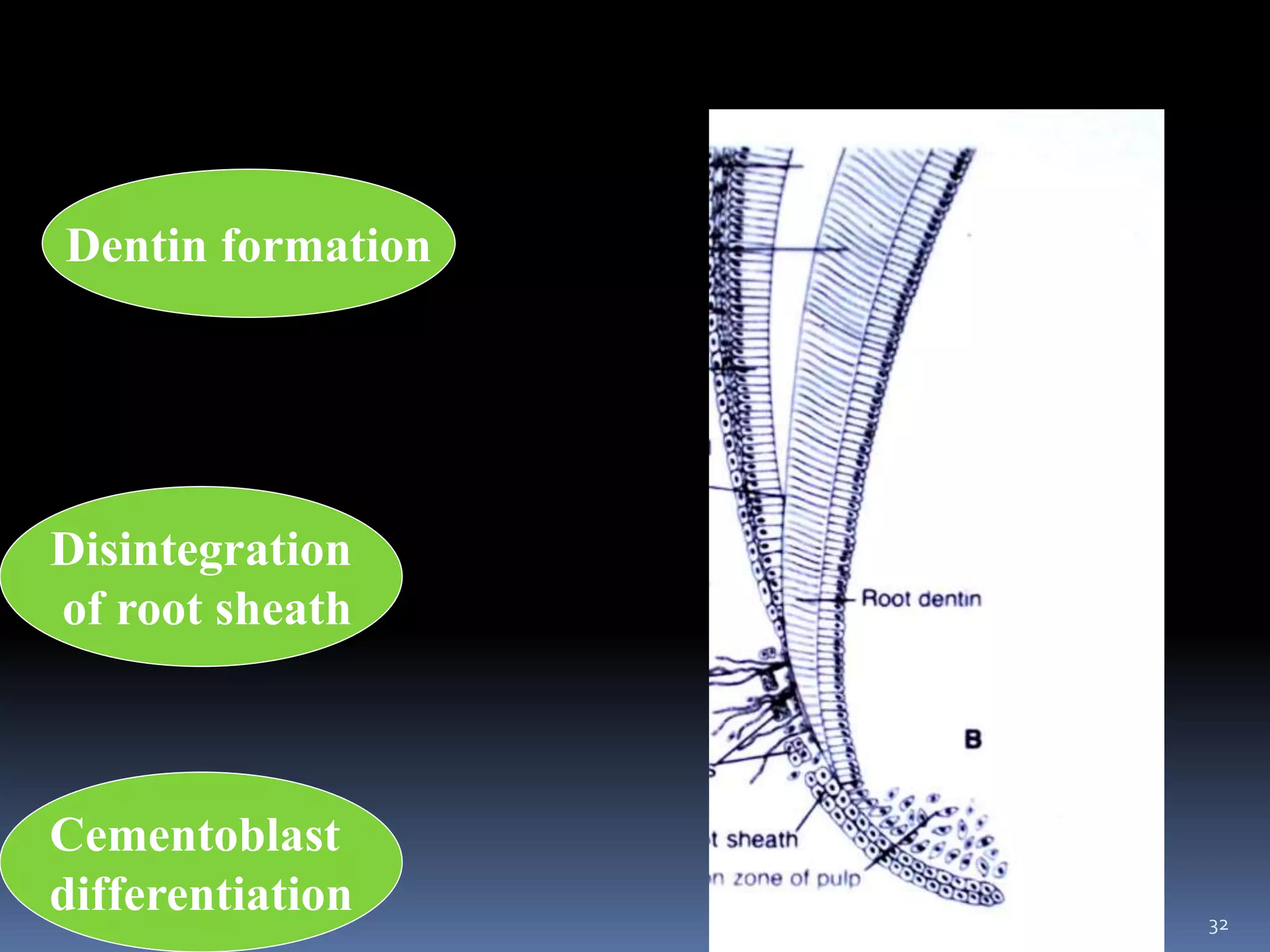 Development of teeth and developmental defects | PPTX