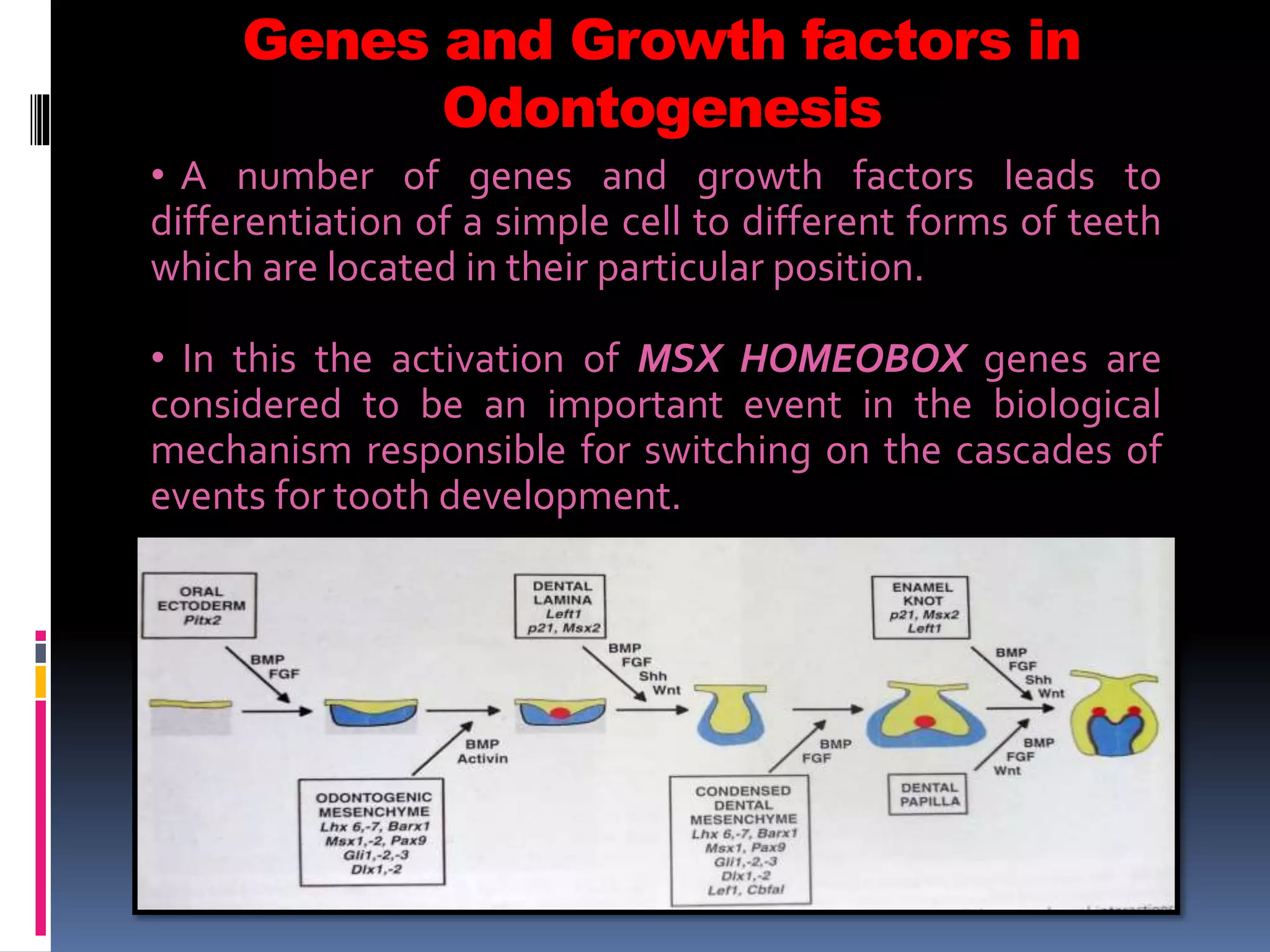 Development of teeth and developmental defects | PPTX
