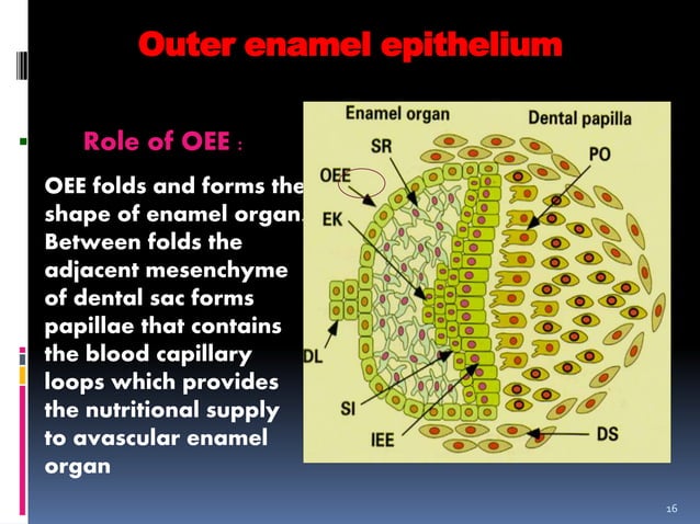 Development of teeth and developmental defects | PPTX