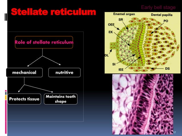 Development of teeth and developmental defects | PPTX