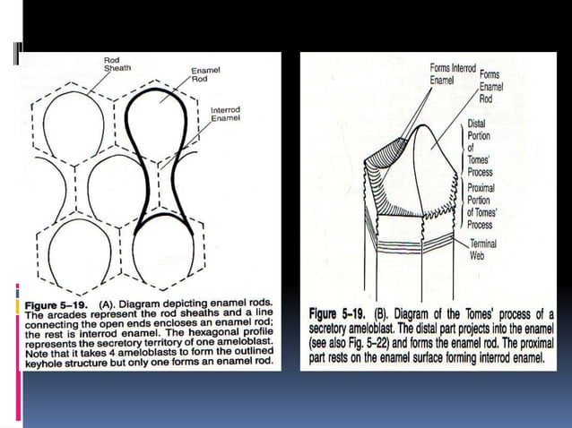 Development of teeth and developmental defects | PPTX