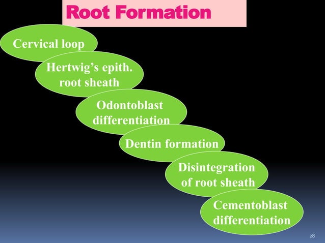 Development of teeth and developmental defects | PPTX
