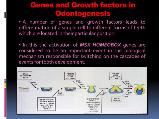 Development of teeth and developmental defects | PPTX