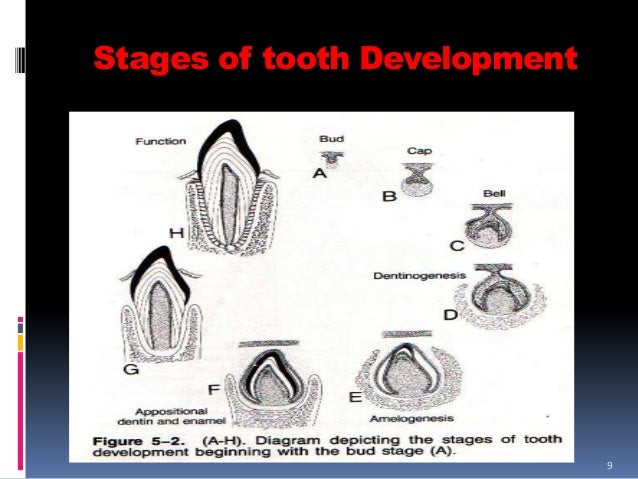 Development of teeth and developmental defects