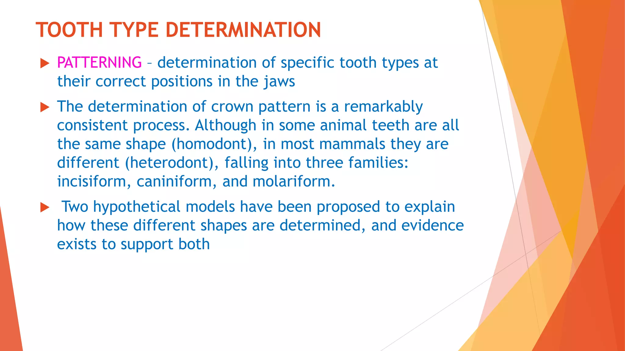 Development of teeth and supporting structures ppt Dr. Vasavi Reddy | PPTX