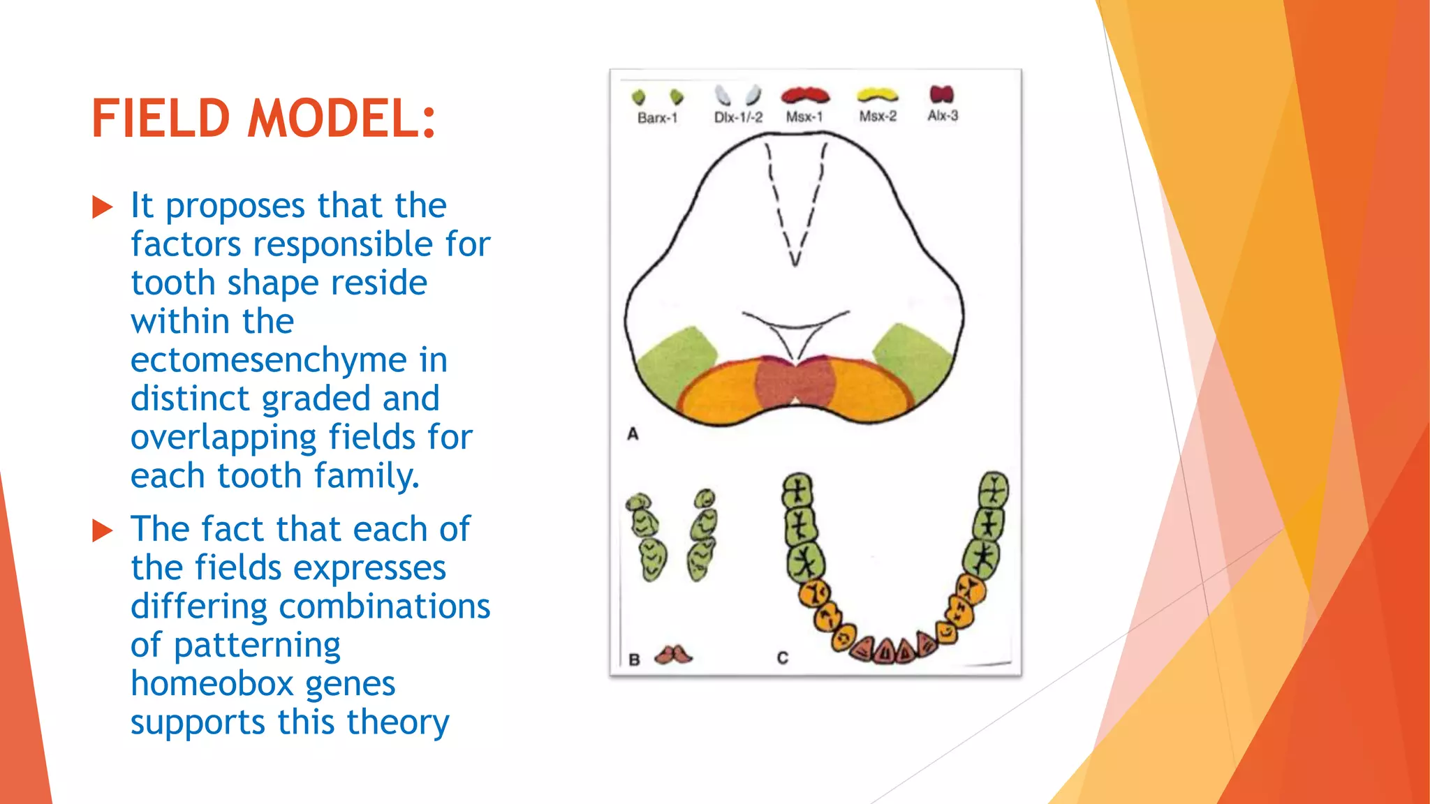 Development of teeth and supporting structures ppt Dr. Vasavi Reddy | PPTX