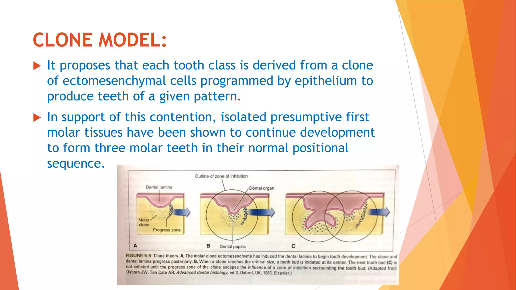 Development of teeth and supporting structures ppt Dr. Vasavi Reddy | PPTX