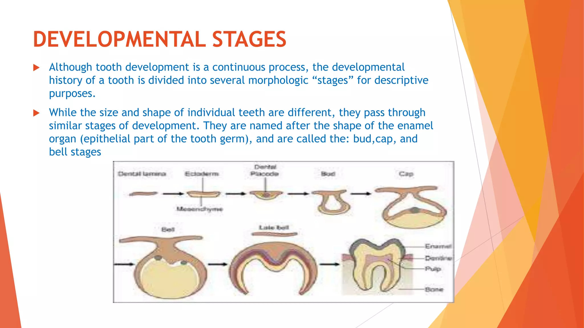 Development of teeth and supporting structures ppt Dr. Vasavi Reddy | PPTX