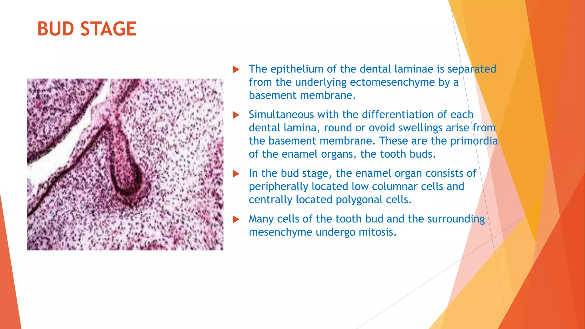 Development of teeth and supporting structures ppt Dr. Vasavi Reddy | PPTX
