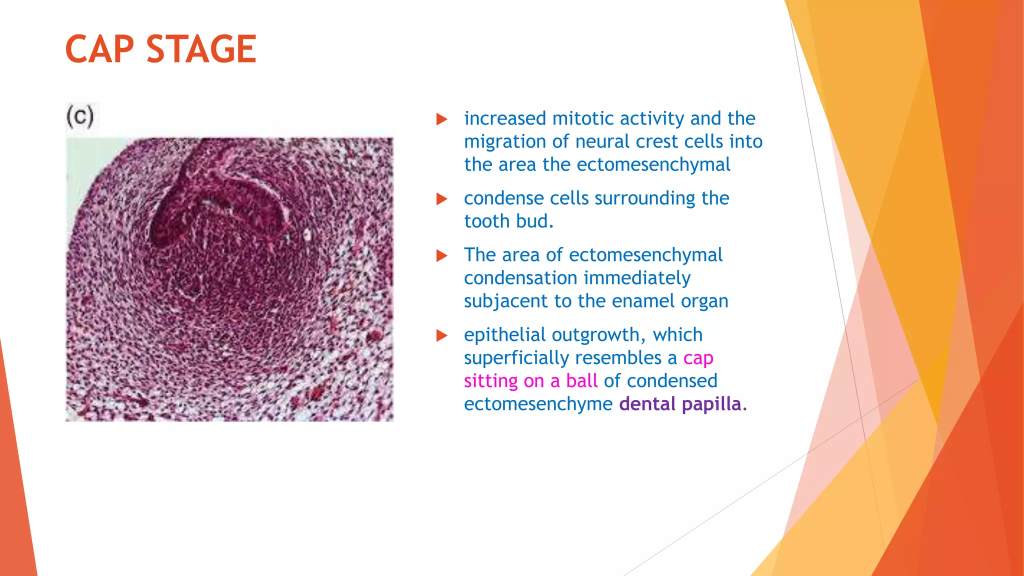 Development of teeth and supporting structures ppt Dr. Vasavi Reddy | PPTX